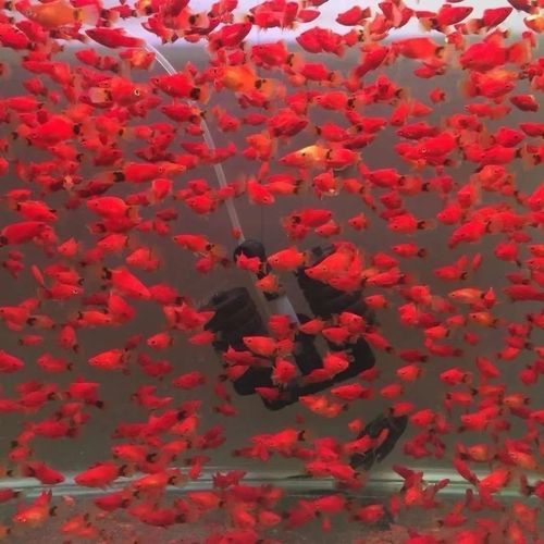 红色鱼图片大全_红色观赏鱼有哪些品种-第1张图片-山城妙识 红色鱼图片大全_红色观赏鱼有哪些品种-第1张图片-山城妙识