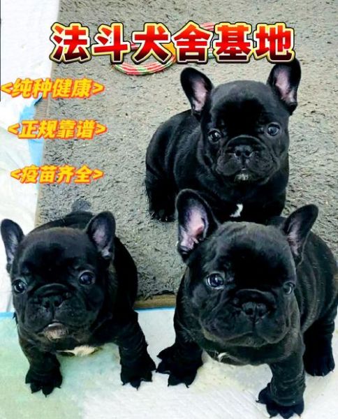 法国斗牛犬掉毛厉害吗_法国斗牛犬怎么养-第2张图片-山城妙识