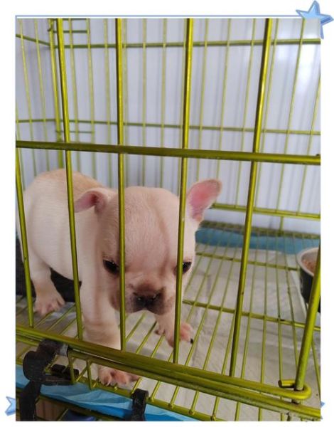 法国斗牛犬掉毛厉害吗_法国斗牛犬怎么养-第1张图片-山城妙识
