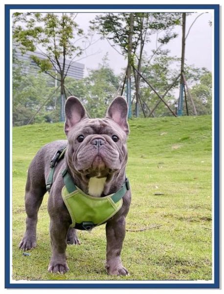 法国斗牛犬掉毛厉害吗_法国斗牛犬怎么养-第3张图片-山城妙识