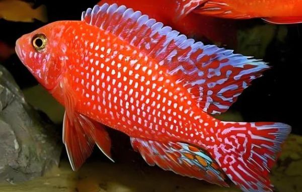 红色鱼图片大全_红色观赏鱼有哪些品种-第2张图片-山城妙识 红色鱼图片大全_红色观赏鱼有哪些品种-第2张图片-山城妙识