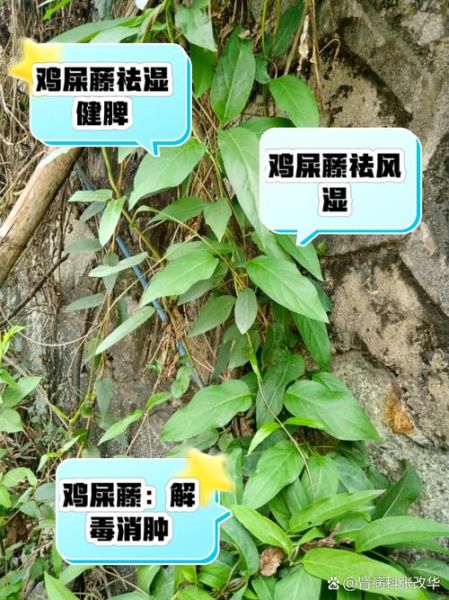鸡屎藤糖水怎么做_鸡屎藤糖水功效与禁忌-第3张图片-山城妙识