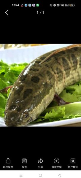 黑鱼木耳汤怎么做_黑鱼木耳汤的做法窍门-第2张图片-山城妙识 黑鱼木耳汤怎么做_黑鱼木耳汤的做法窍门-第2张图片-山城妙识