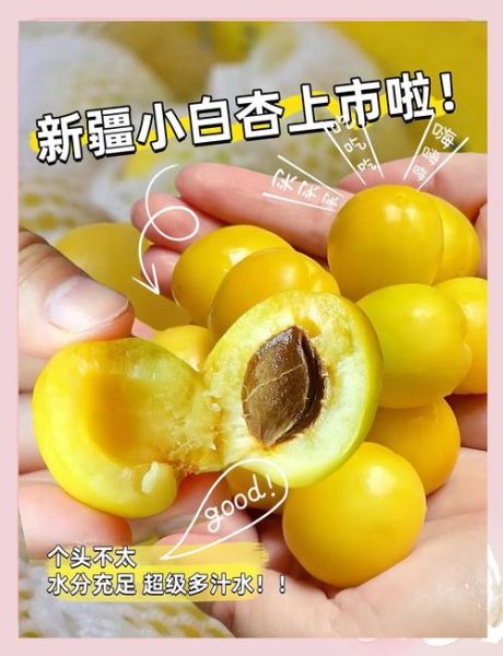 白杏的功效与作用_白杏的禁忌有哪些-第1张图片-山城妙识