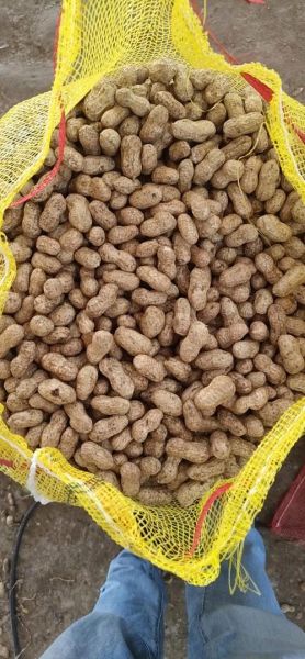 河南花生价格最新行情2021_2021河南花生多少钱一斤-第1张图片-山城妙识