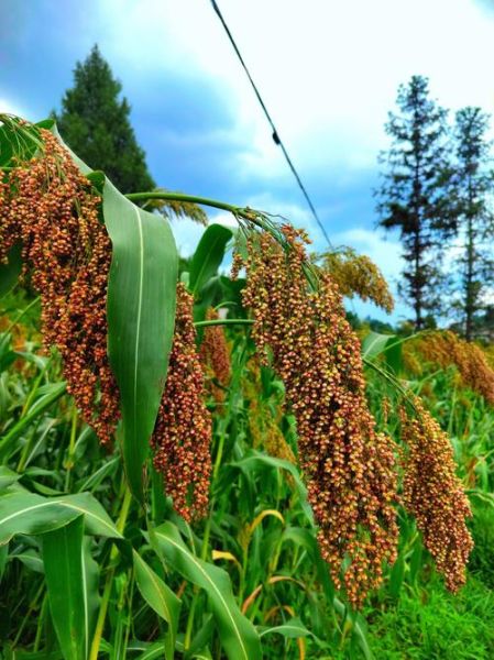 红高粱图片哪里找_红高粱图片高清下载-第1张图片-山城妙识
