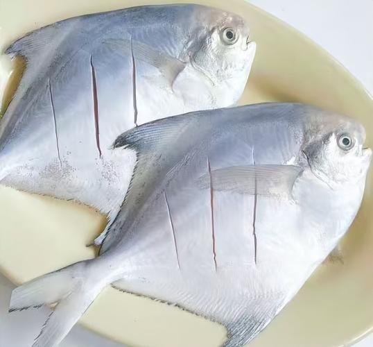 常吃海鱼图片大全大图_哪些海鱼适合天天吃-第2张图片-山城妙识 常吃海鱼图片大全大图_哪些海鱼适合天天吃-第2张图片-山城妙识