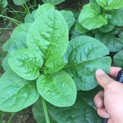 潺菜怎么种_潺菜的功效与作用-第3张图片-山城妙识 潺菜怎么种_潺菜的功效与作用-第3张图片-山城妙识