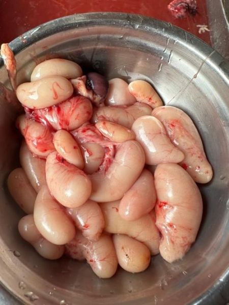 鸡子的做法大全_鸡子怎么做好吃-第3张图片-山城妙识