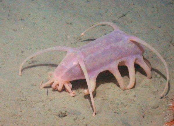 海猪是什么动物_海猪和海参的区别-第1张图片-山城妙识 海猪是什么动物_海猪和海参的区别-第1张图片-山城妙识