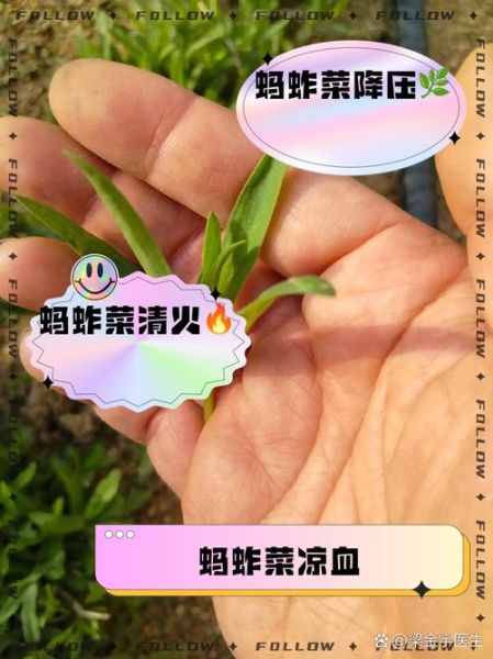 蚂蚱菜学名叫什么_蚂蚱菜的功效与作用-第1张图片-山城妙识 蚂蚱菜学名叫什么_蚂蚱菜的功效与作用-第1张图片-山城妙识