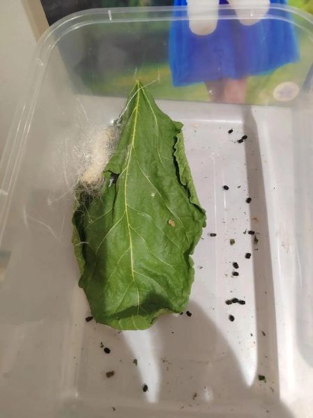 蚕蛹生长过程_蚕蛹变成蛾子要多久-第2张图片-山城妙识 蚕蛹生长过程_蚕蛹变成蛾子要多久-第2张图片-山城妙识