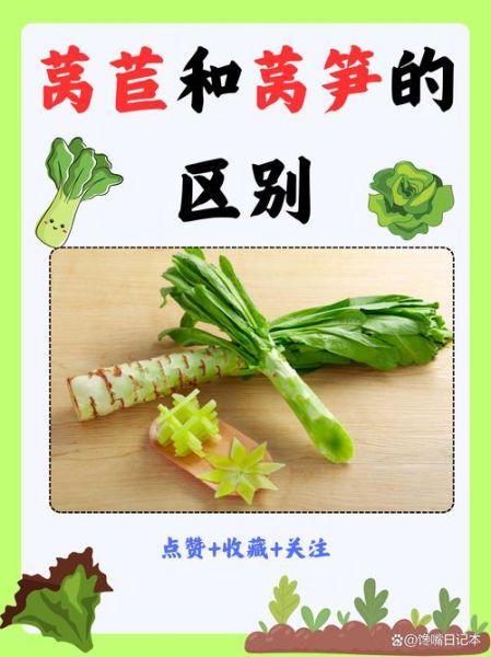 长叶莴苣怎么保存_长叶莴苣和生菜的区别-第2张图片-山城妙识