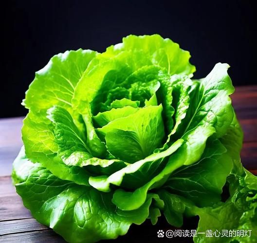 长叶莴苣怎么保存_长叶莴苣和生菜的区别-第3张图片-山城妙识