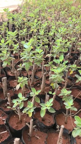 蔓荆子长什么样_蔓荆子真假怎么辨别-第1张图片-山城妙识