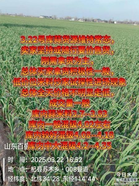 金乡大蒜价格还会涨吗_金乡大蒜最新行情-第2张图片-山城妙识
