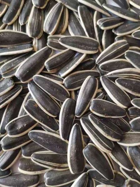 葵瓜子图片_怎么挑选优质葵瓜子-第3张图片-山城妙识