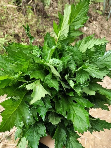 野茼蒿能吃吗_野茼蒿怎么吃-第1张图片-山城妙识 野茼蒿能吃吗_野茼蒿怎么吃-第1张图片-山城妙识