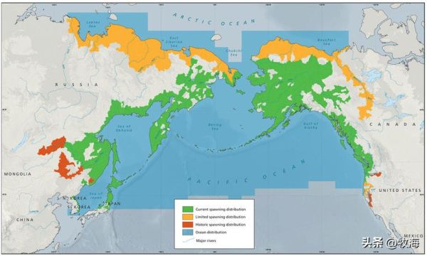 大马哈鱼原产地在哪里_中国境内分布-第1张图片-山城妙识 大马哈鱼原产地在哪里_中国境内分布-第1张图片-山城妙识