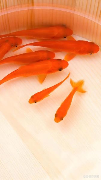 小草鱼图片怎么拍_小草鱼高清壁纸哪里找-第1张图片-山城妙识 小草鱼图片怎么拍_小草鱼高清壁纸哪里找-第1张图片-山城妙识