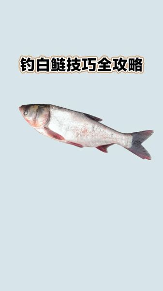 鲢鱼钓法视频_如何钓鲢鱼最有效-第1张图片-山城妙识 鲢鱼钓法视频_如何钓鲢鱼最有效-第1张图片-山城妙识