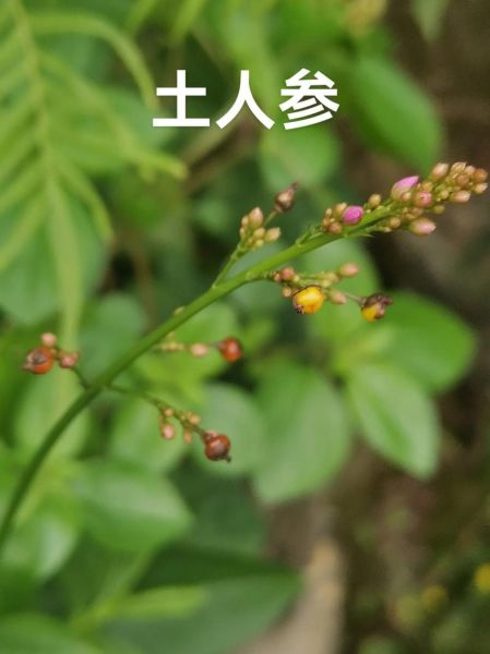 土人参有几种_土人参和人参的区别-第1张图片-山城妙识 土人参有几种_土人参和人参的区别-第1张图片-山城妙识