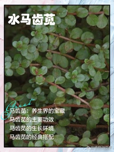 马齿苋治皮肤病有效吗_马齿苋治哪些皮肤病-第2张图片-山城妙识 马齿苋治皮肤病有效吗_马齿苋治哪些皮肤病-第2张图片-山城妙识