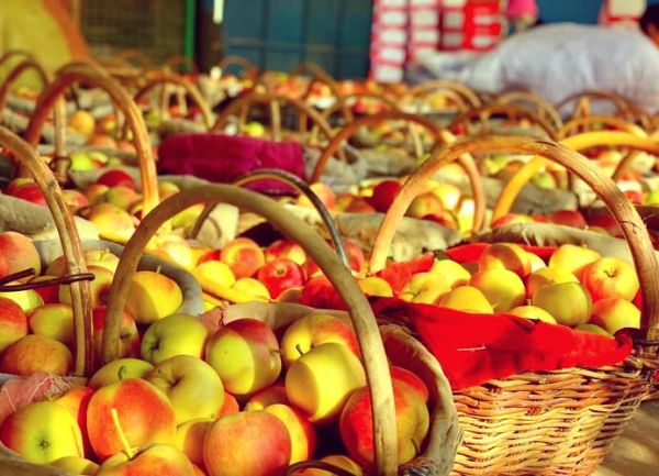 嘎啦果的功效与作用_嘎啦果适合什么人吃-第3张图片-山城妙识 嘎啦果的功效与作用_嘎啦果适合什么人吃-第3张图片-山城妙识