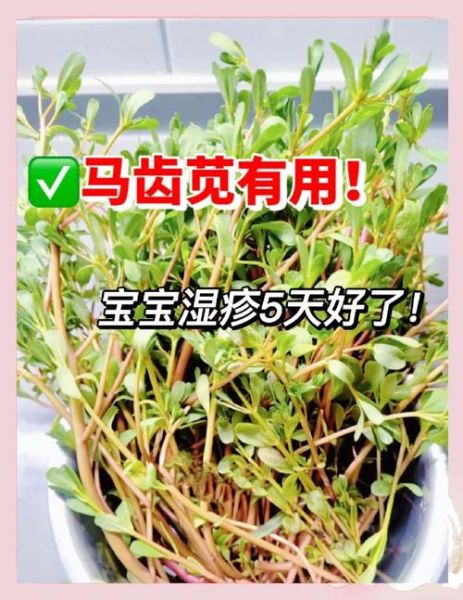 马齿苋治皮肤病有效吗_马齿苋治哪些皮肤病-第1张图片-山城妙识 马齿苋治皮肤病有效吗_马齿苋治哪些皮肤病-第1张图片-山城妙识