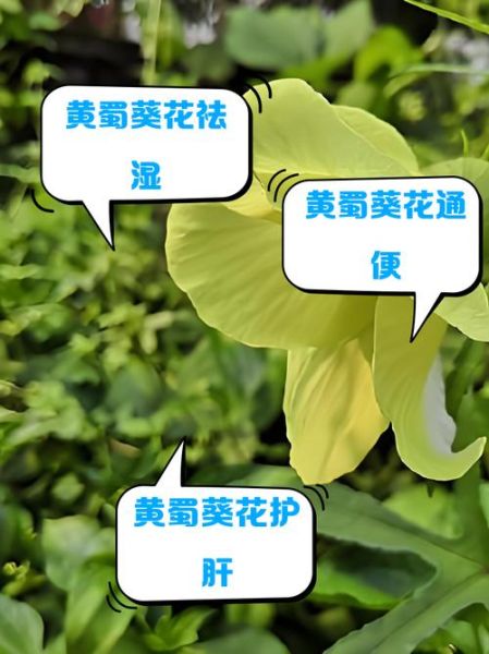 黄葵泡水喝有什么功效_黄葵泡水喝的禁忌-第1张图片-山城妙识