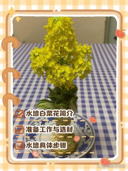 开水白菜如何开花_开水白菜开花条件-第1张图片-山城妙识