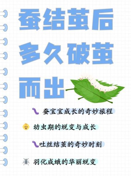 蚕的生长过程_蚕宝宝多久结茧-第1张图片-山城妙识