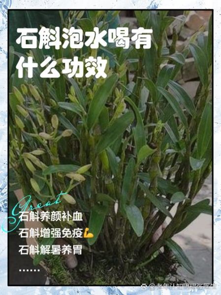 石斛的作用与功效有哪些_石斛怎么吃效果最好-第2张图片-山城妙识 石斛的作用与功效有哪些_石斛怎么吃效果最好-第2张图片-山城妙识