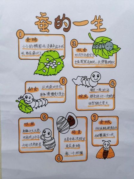 蚕的生长过程_蚕宝宝多久结茧-第2张图片-山城妙识