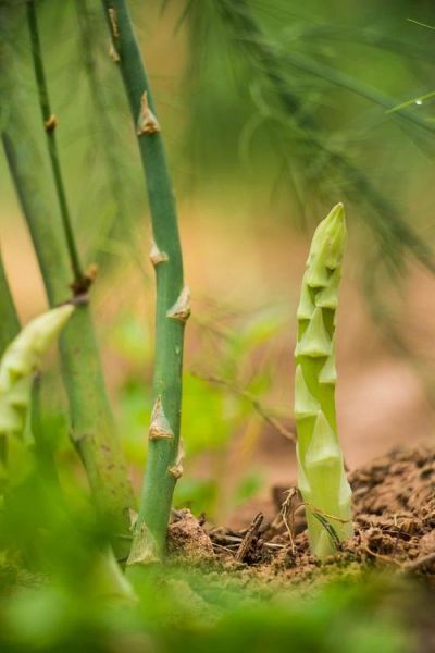 雨后春笋造句_如何用雨后春笋造句-第3张图片-山城妙识