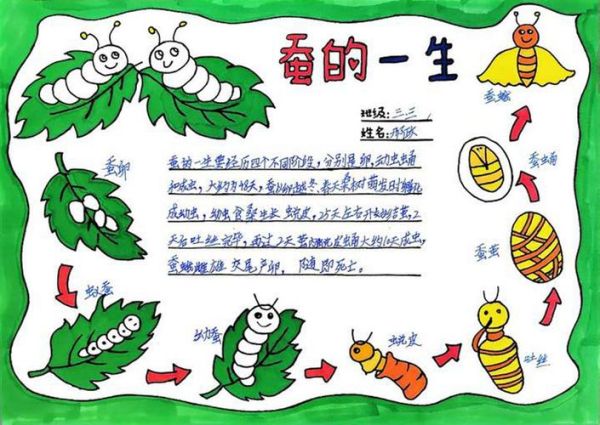 蚕的生长过程_蚕宝宝多久结茧-第3张图片-山城妙识