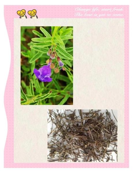 半枝莲副作用有哪些_半枝莲中毒怎么办-第2张图片-山城妙识