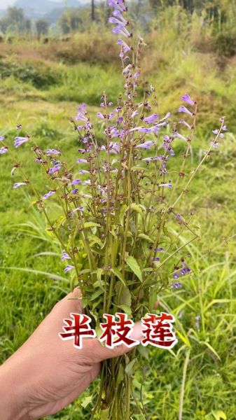 半枝莲副作用有哪些_半枝莲中毒怎么办-第3张图片-山城妙识