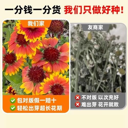 天人菊怎么养_天人菊种子多久发芽-第1张图片-山城妙识