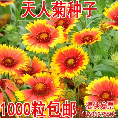 天人菊怎么养_天人菊种子多久发芽-第2张图片-山城妙识