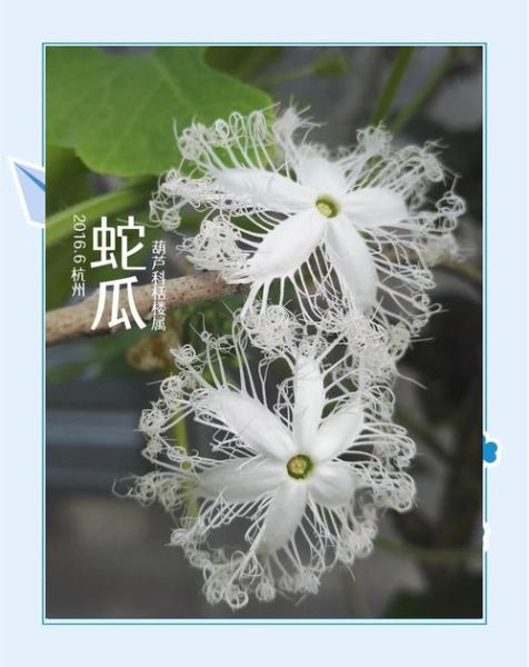 蛇瓜什么时候种最合适_蛇瓜怎么种才能高产-第1张图片-山城妙识