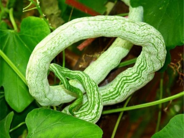 蛇瓜什么时候种最合适_蛇瓜怎么种才能高产-第3张图片-山城妙识