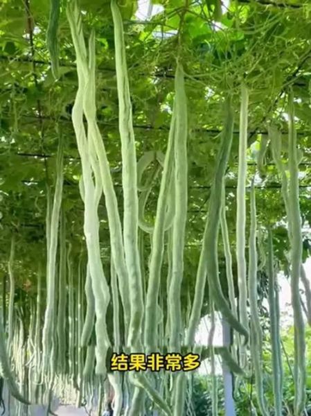 蛇瓜什么时候种最合适_蛇瓜怎么种才能高产-第2张图片-山城妙识