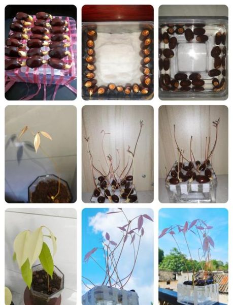 荔枝核能种出盆栽吗_荔枝核怎么种出盆栽-第1张图片-山城妙识