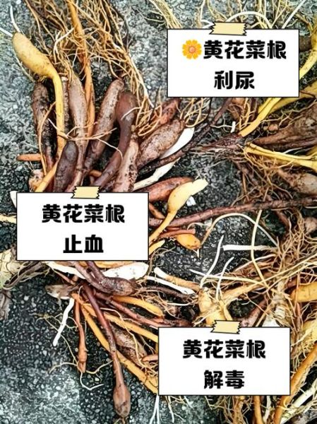 黄花菜的功效与作用_黄花菜能治什么病-第3张图片-山城妙识 黄花菜的功效与作用_黄花菜能治什么病-第3张图片-山城妙识