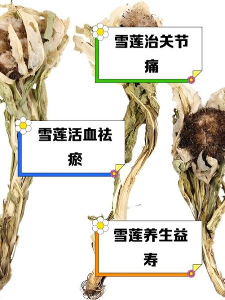 雪莲花的作用与功效_雪莲花怎么吃效果最好-第1张图片-山城妙识