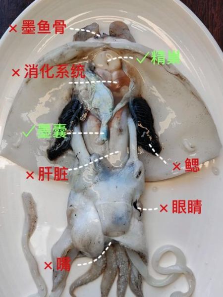 墨鱼怎么处理干净_墨鱼清洗内脏步骤-第1张图片-山城妙识 墨鱼怎么处理干净_墨鱼清洗内脏步骤-第1张图片-山城妙识