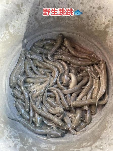 跳跳鱼怎么抓_跳跳鱼抓法技巧-第1张图片-山城妙识 跳跳鱼怎么抓_跳跳鱼抓法技巧-第1张图片-山城妙识