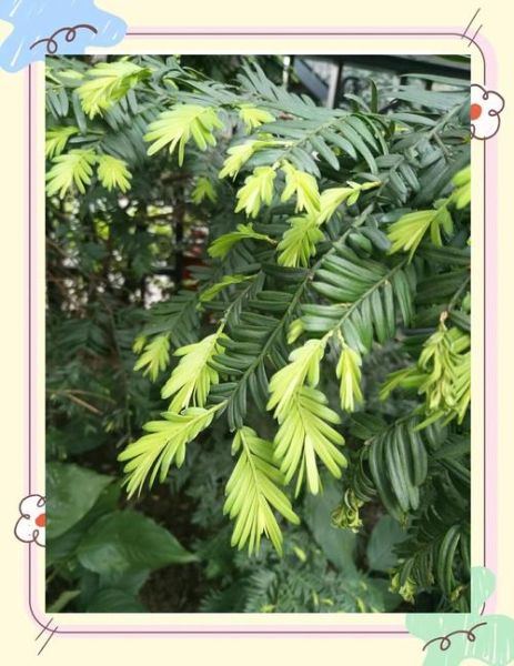 红豆杉树图片大全_如何辨别真假红豆杉-第2张图片-山城妙识 红豆杉树图片大全_如何辨别真假红豆杉-第2张图片-山城妙识