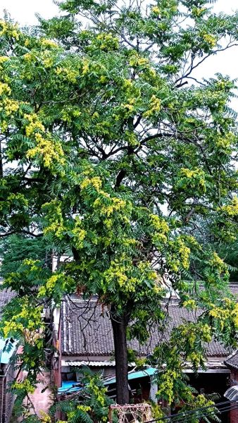 吃了臭椿有什么后果_中毒症状多久出现-第1张图片-山城妙识